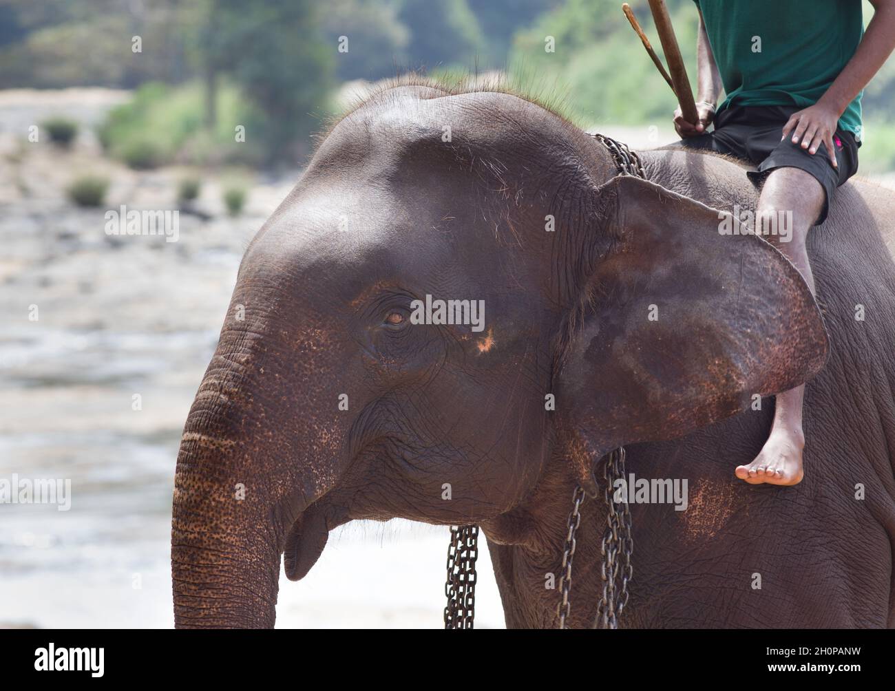 Portrait of elephant with chains around neck with man riding on his ...