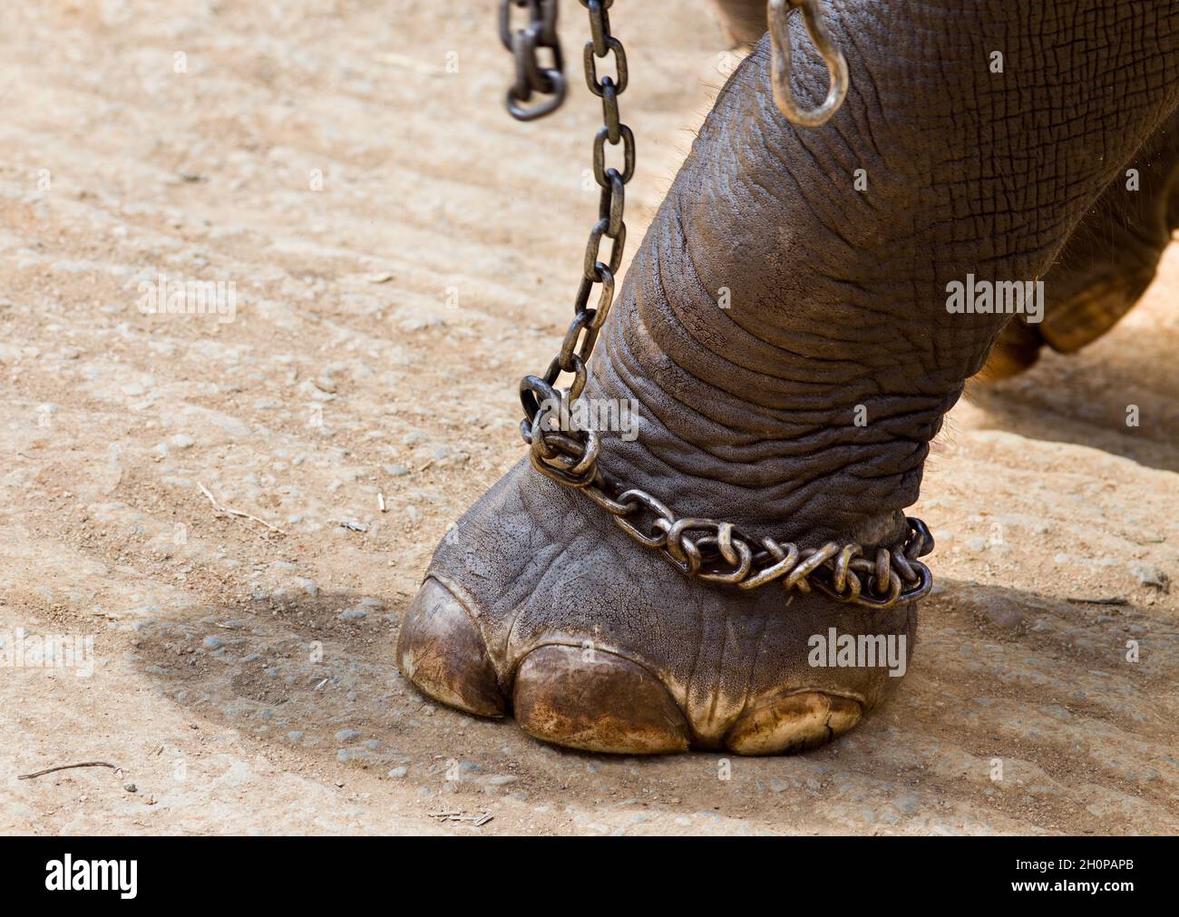 Close up of elephant's leg with hard chains in Sri Lanka Stock Photo ...