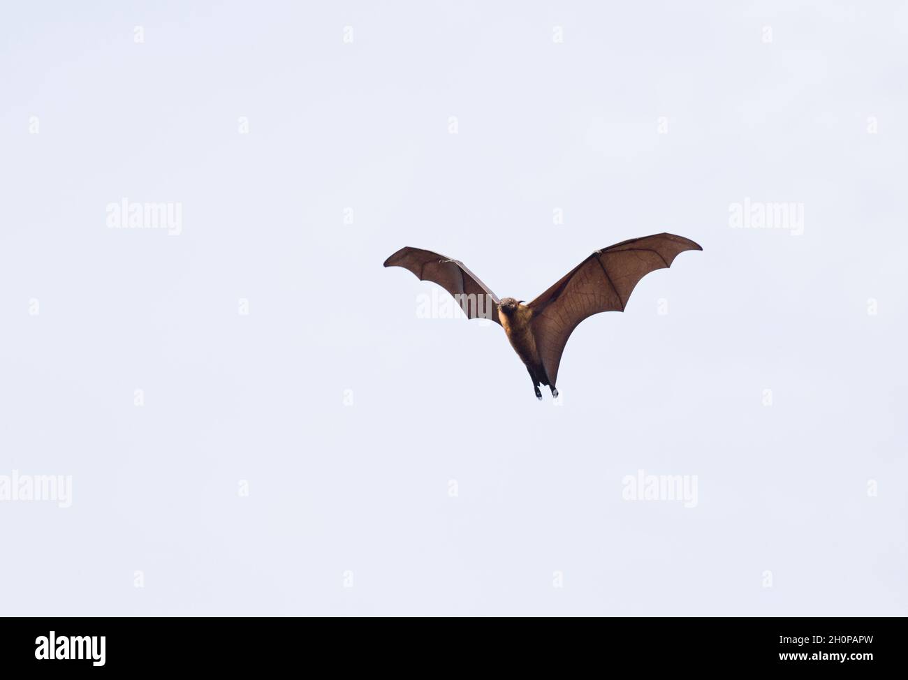 Large gray headed flying fox Pteropus. Megabat in flight with spread ...