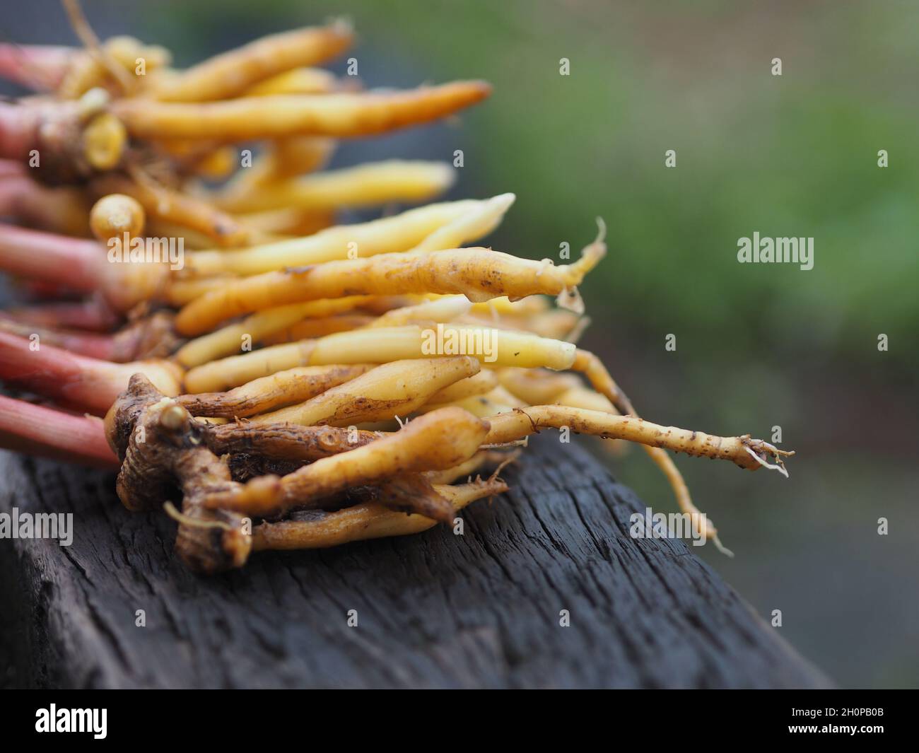 root vegetable Thai herb Stock Photo - Alamy