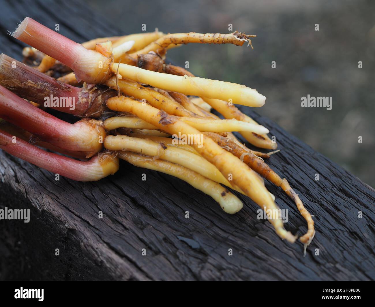 Kaempferia parviflora hi-res stock photography and images - Alamy