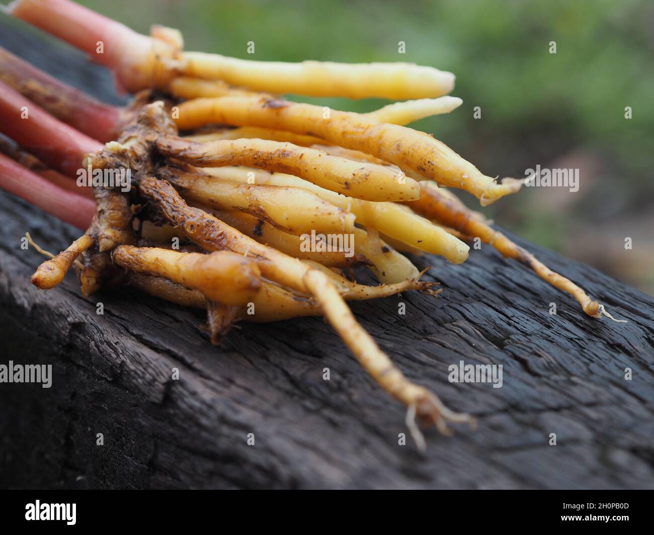 root vegetable Thai herb Stock Photo - Alamy