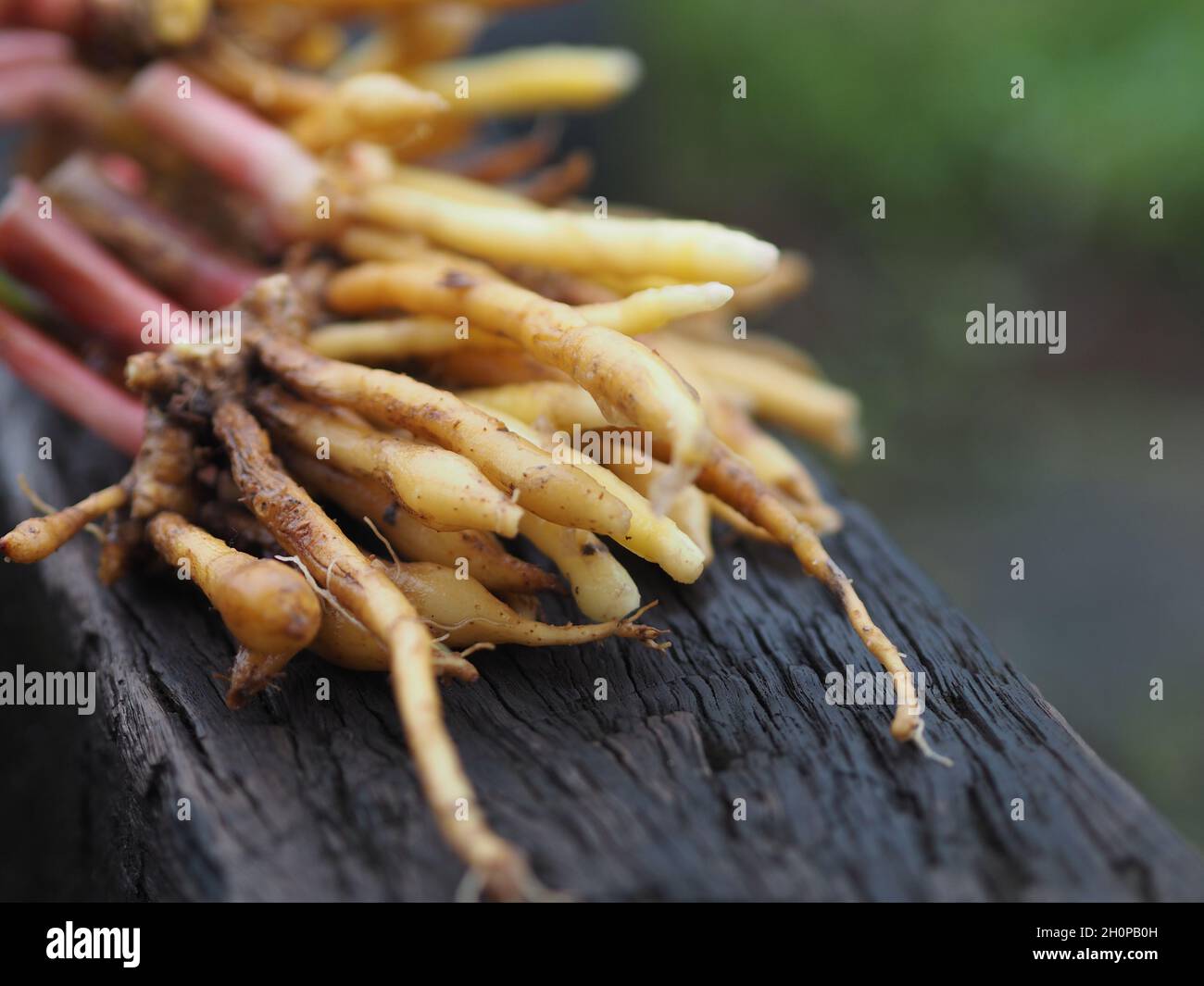 root vegetable Thai herb Stock Photo - Alamy