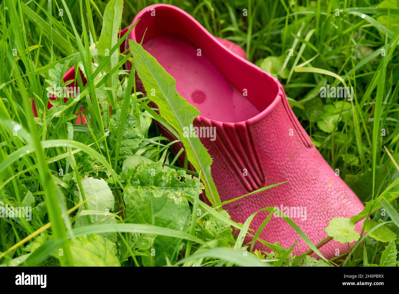 A pair of pink rubber galoshes in the green grass Stock Photo - Alamy