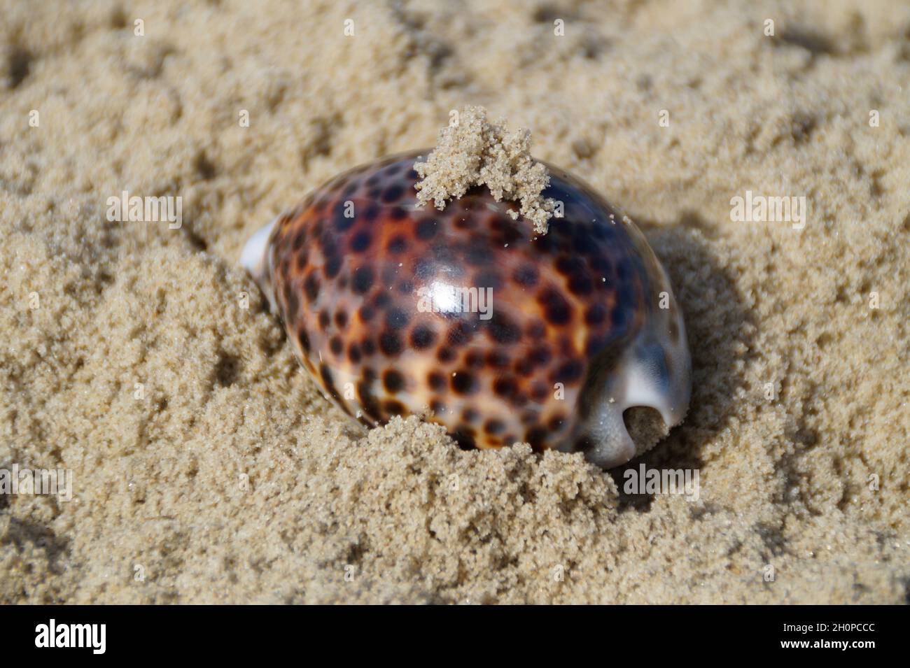 beautiful maritime scenery at the seaside with Tiger Cowrie seashells ...