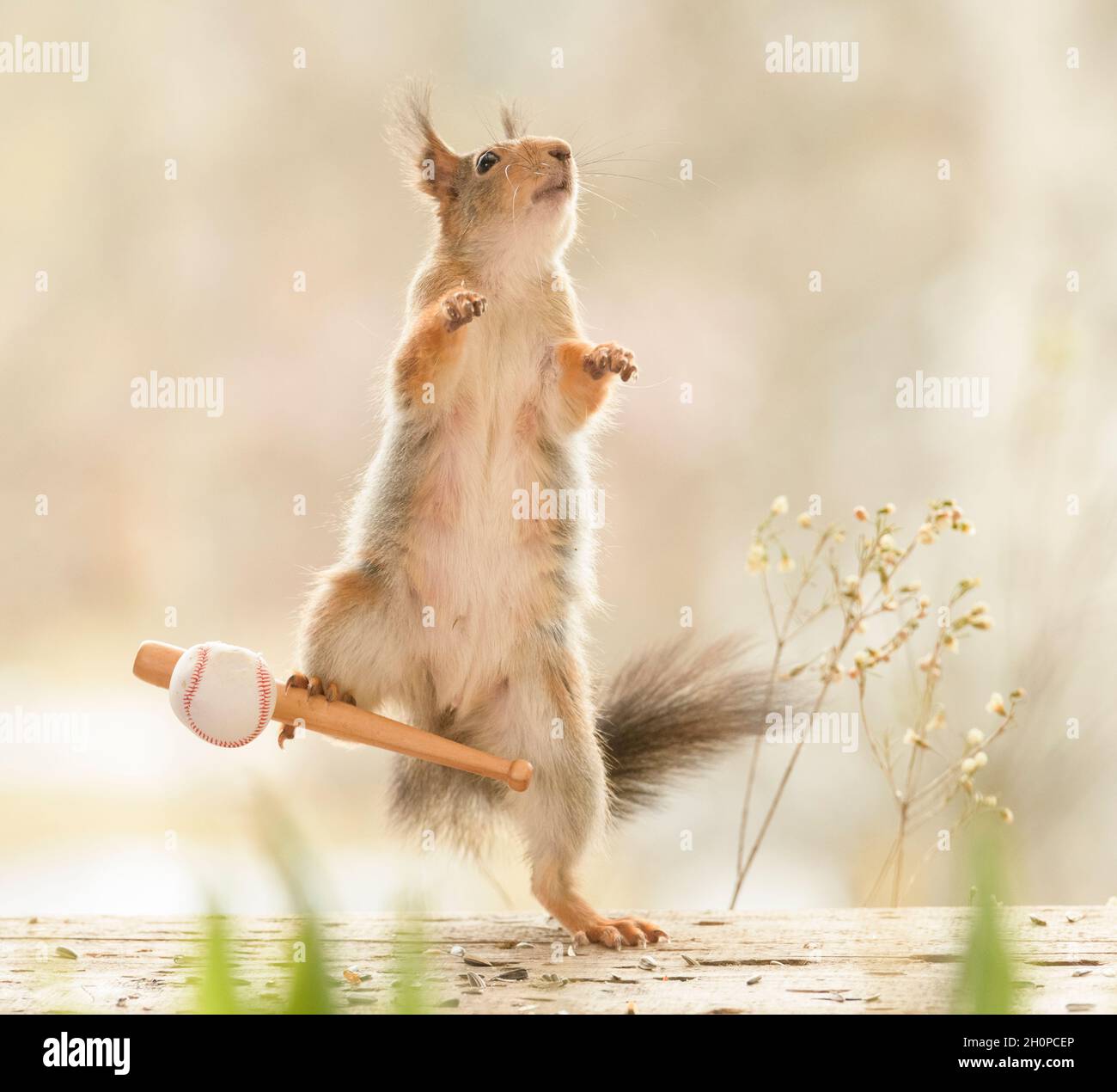 Red squirrel is holding with back foot a baseball bat with a ball Stock ...