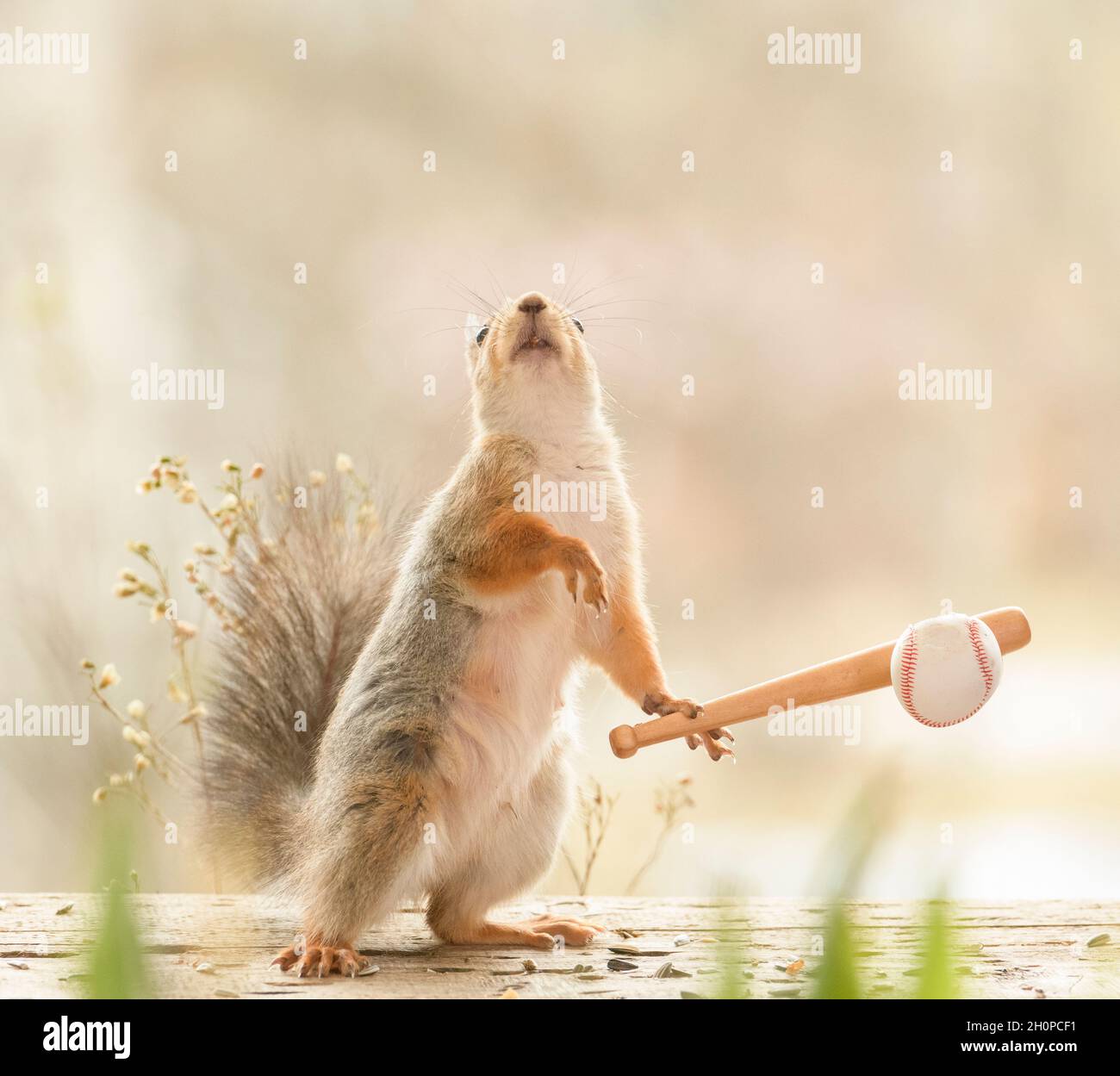 Red squirrel is holding a baseball bat with an ball Stock Photo - Alamy