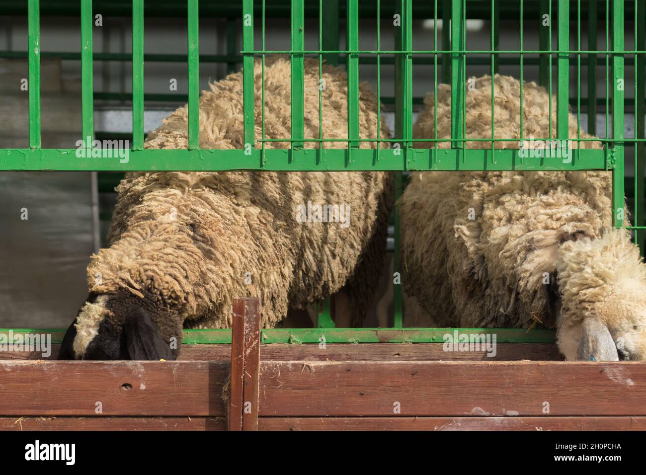 Two sheep inside a barn eat hay between the bars Stock Photo - Alamy