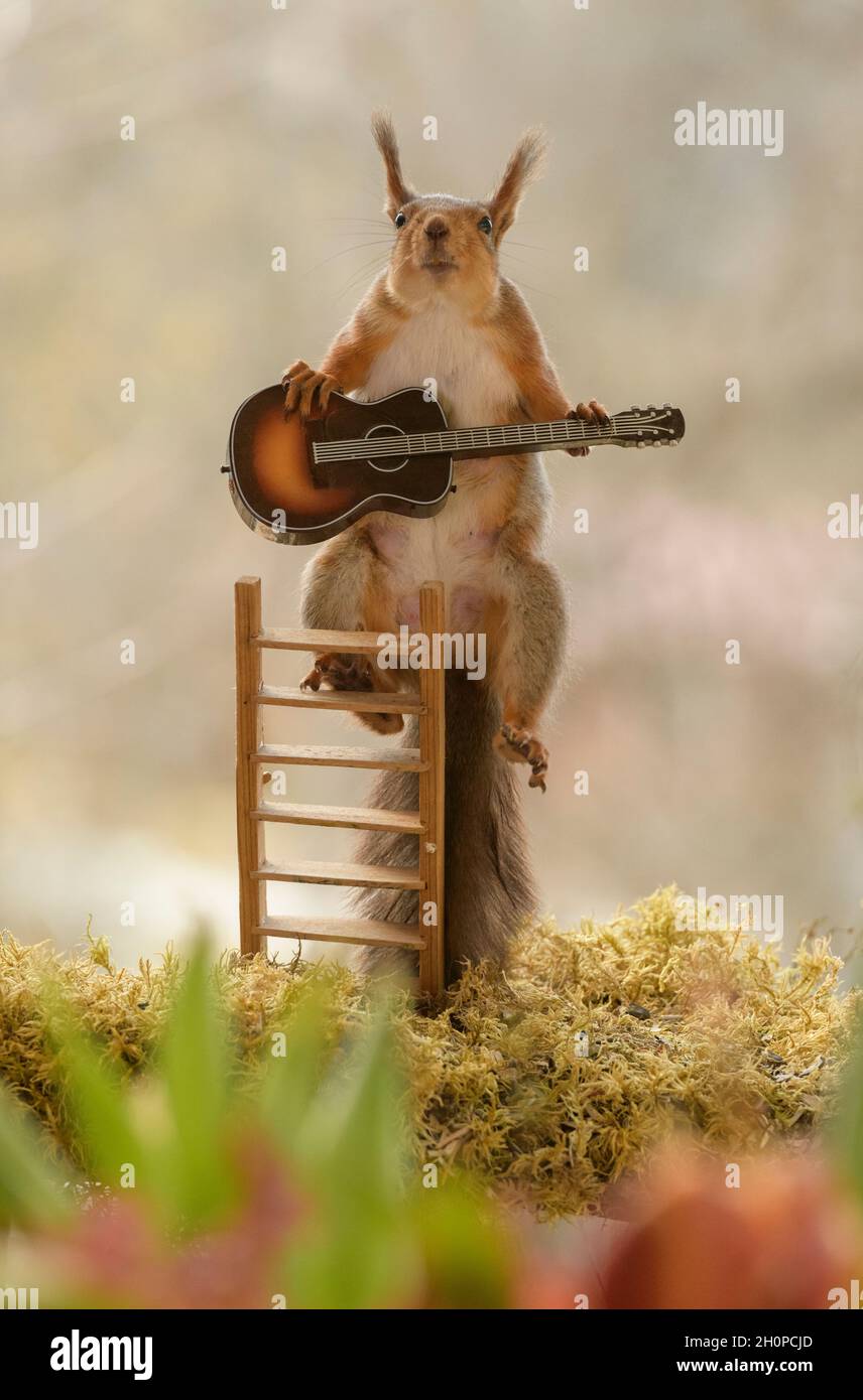 red squirrel is holding guitar from stairs Stock Photo - Alamy