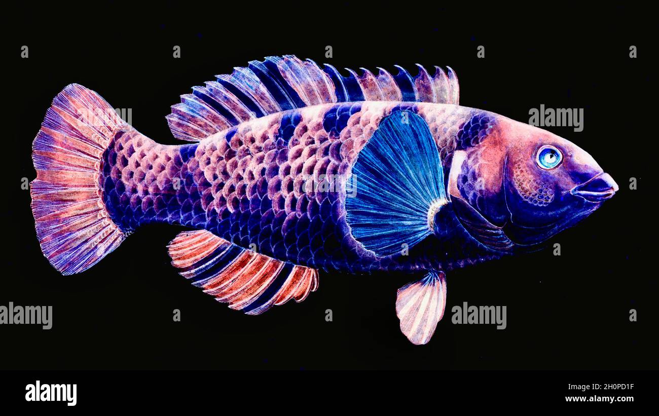 Frank Edward Clarke vintage fish illustration with colour inversions ...