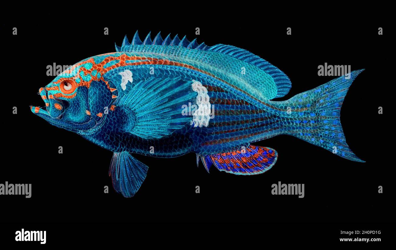 Frank Edward Clarke vintage fish illustration with color inversion ...