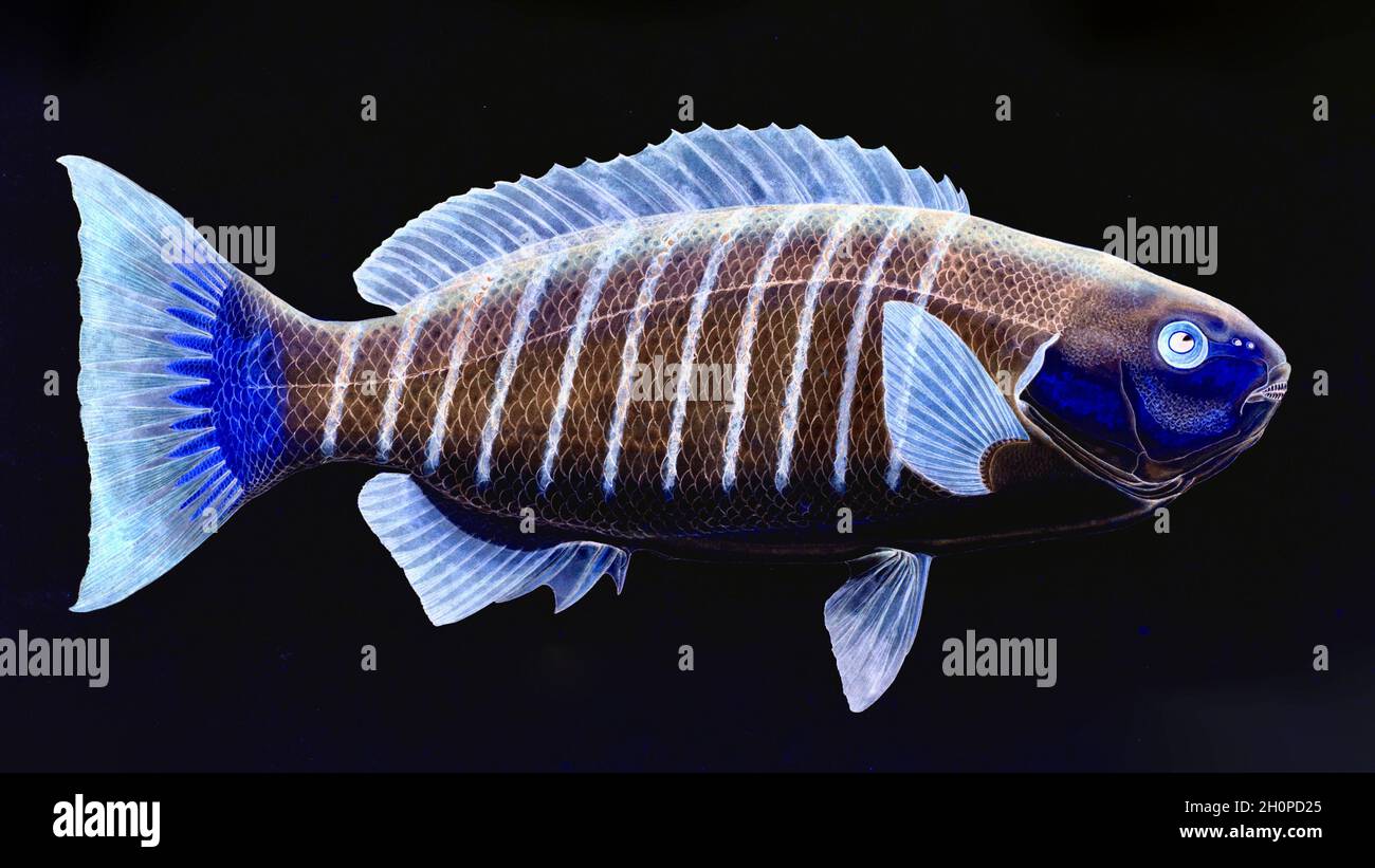 Frank Edward Clarke vintage fish illustration with colour inversions ...
