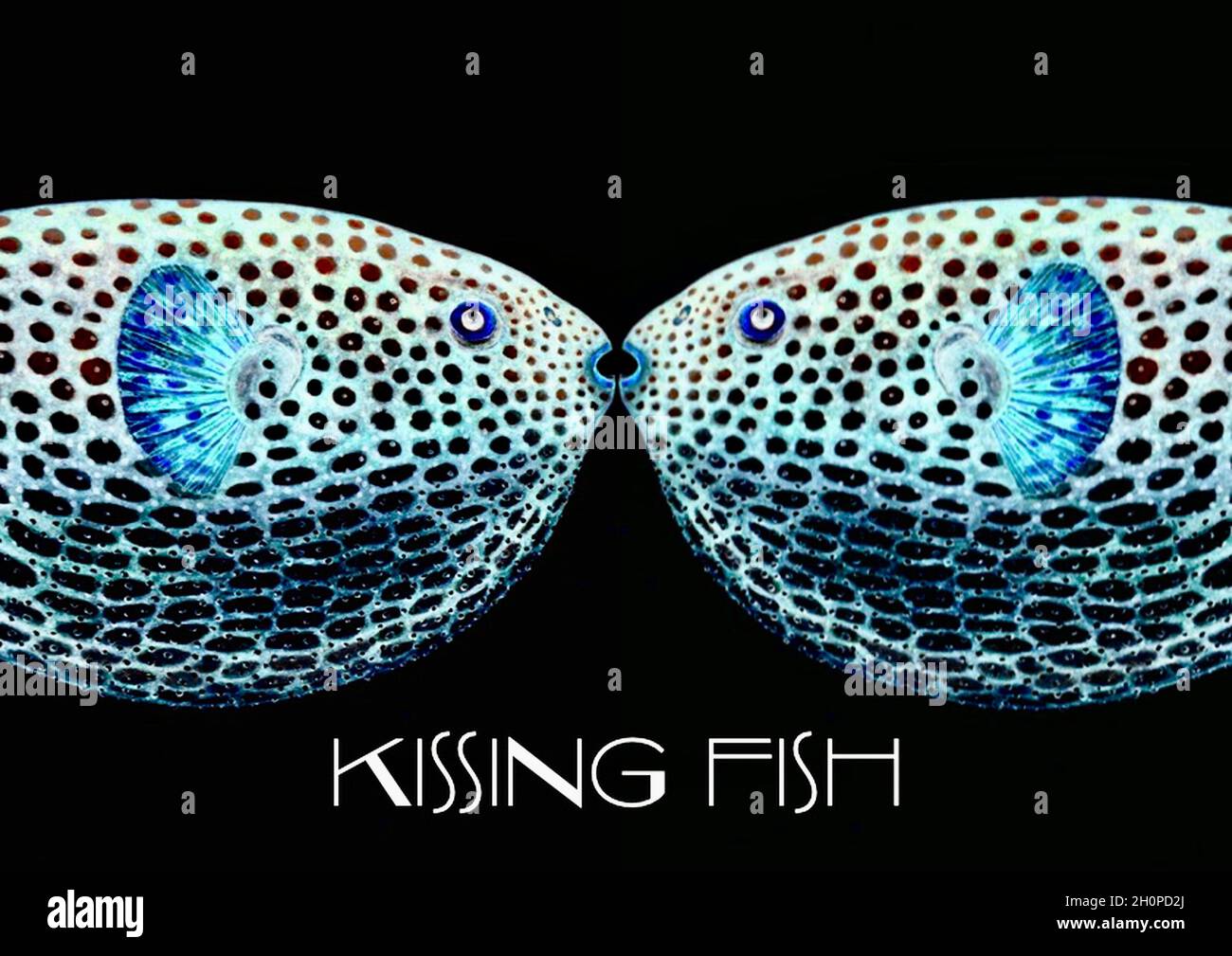 The Kissing Fish Stock Photo - Alamy