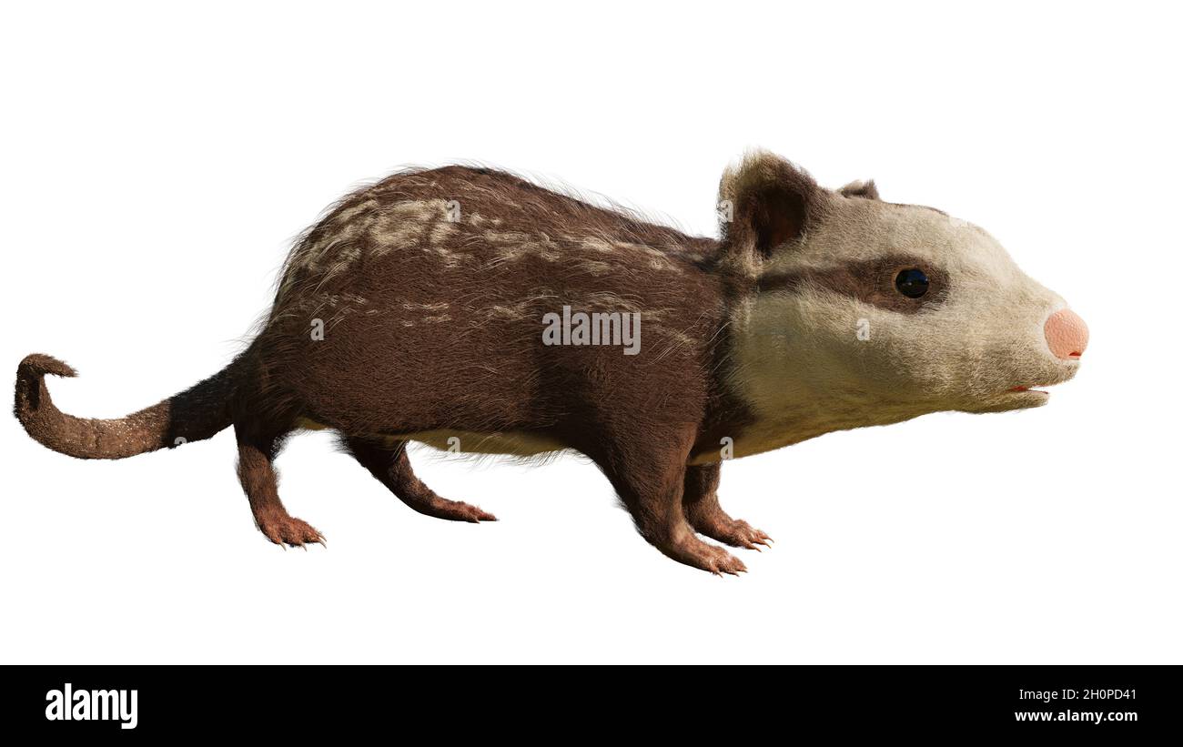 Alphadon, extinct mammal that lived alongside dinosaurs, isolated on ...