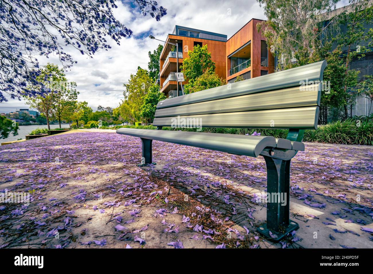 Jacaranda tree queensland hi-res stock photography and images - Alamy