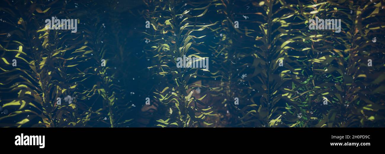 kelp forest, giant algae seaweed Stock Photo - Alamy