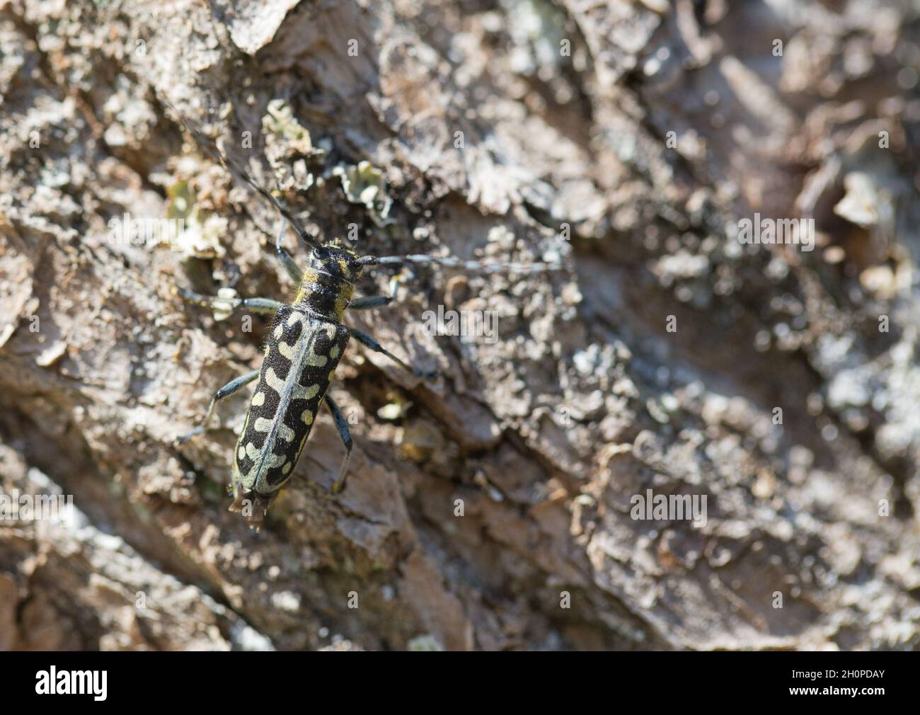 Saperda High Resolution Stock Photography and Images - Alamy