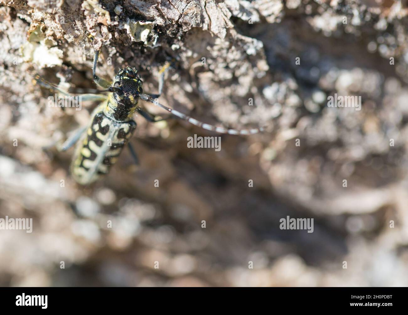 Saperda scalaris longhorn beetle hi-res stock photography and images ...