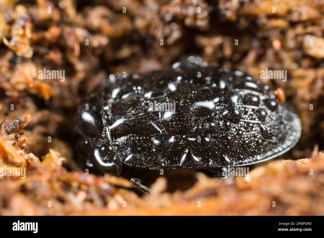 Carrion beetle in winter hibernation inside a rotten log Stock Photo ...