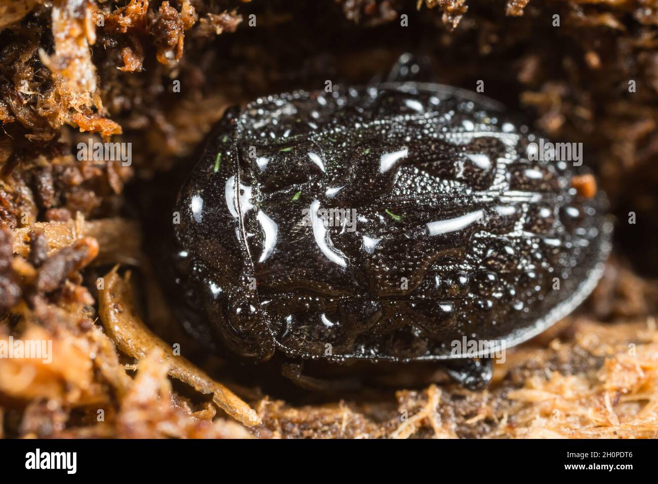 Carrion beetle in winter hibernation inside a rotten log Stock Photo ...
