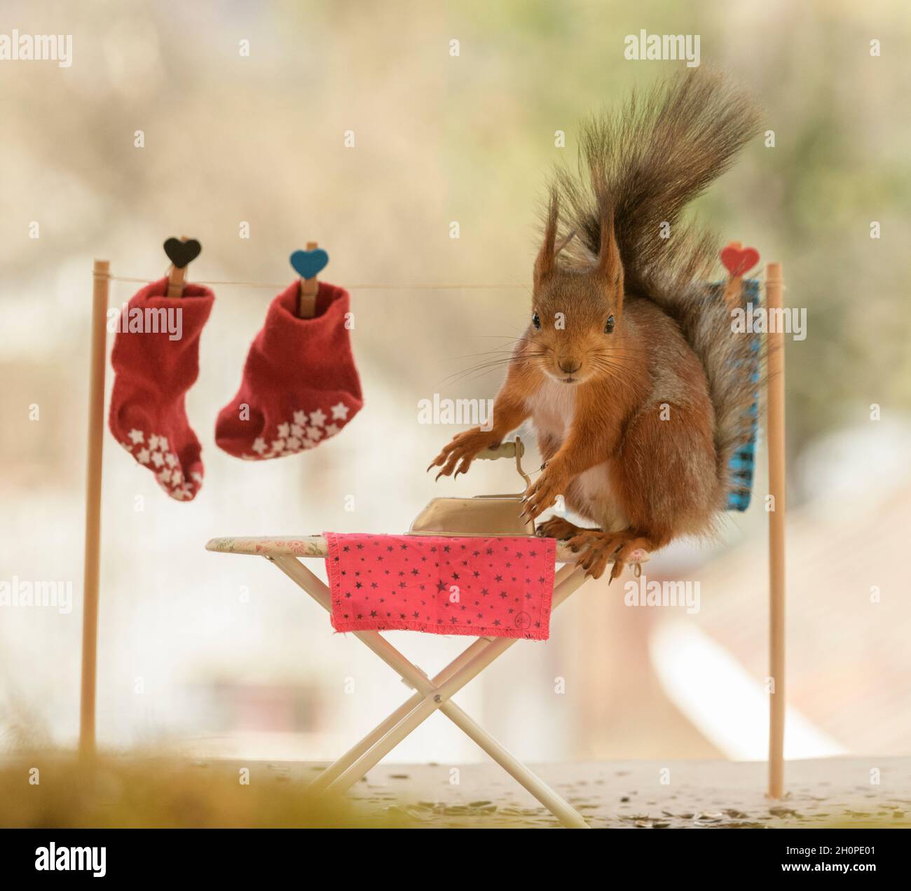 red squirrel is standing with a Ironing Board Stock Photo - Alamy