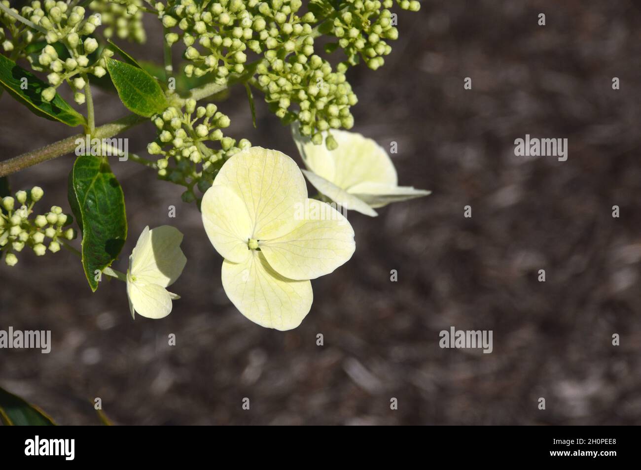 Yellow/Creamy/White Panicle Hydrangea (Hydrangea paniculata 'Melody ...
