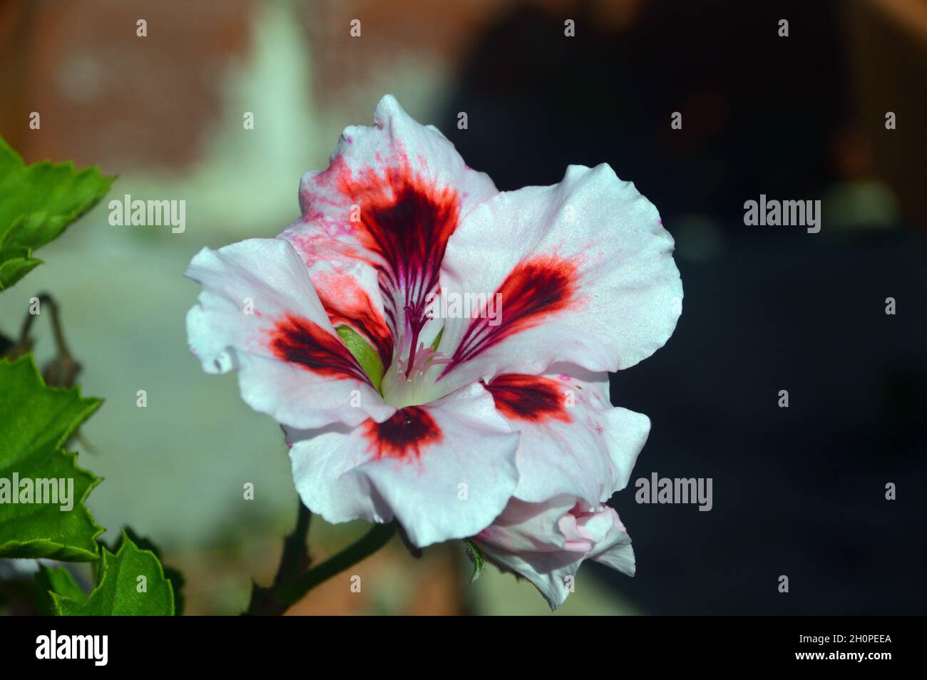 Red opera house hi-res stock photography and images - Alamy