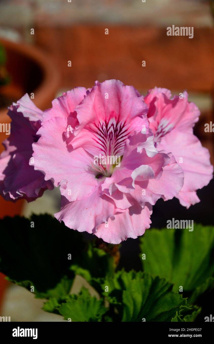 Pink Pelargonium grandiflorum 'Persian Queen' (Regal) Flowers grown in ...