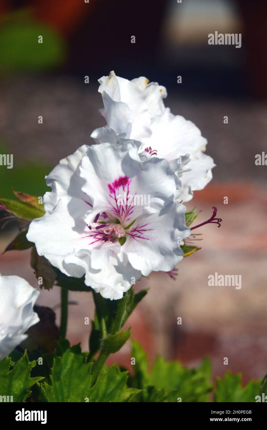 Regal pelargonium hi-res stock photography and images - Alamy