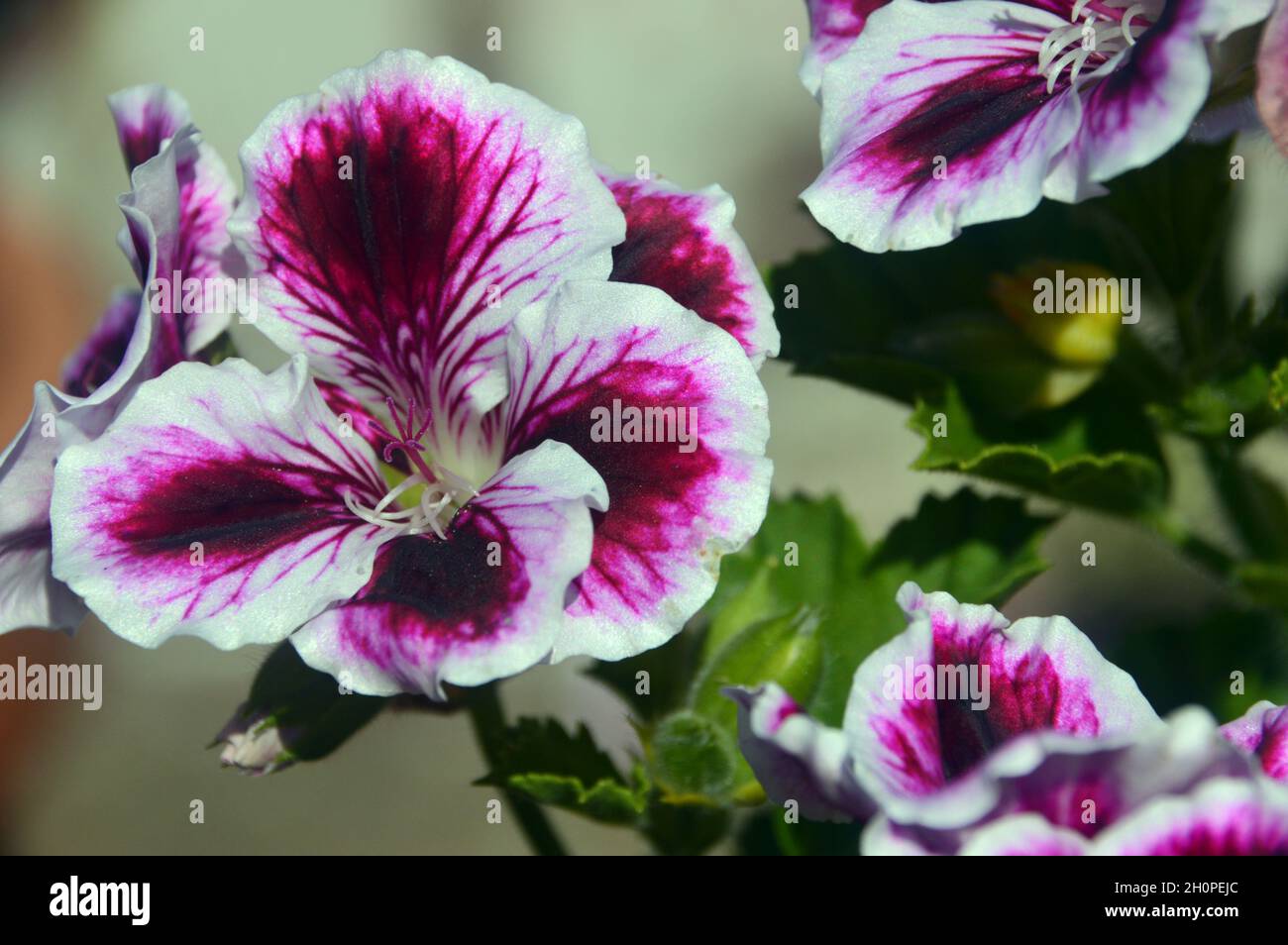 White and purple pelargonium hi-res stock photography and images - Alamy