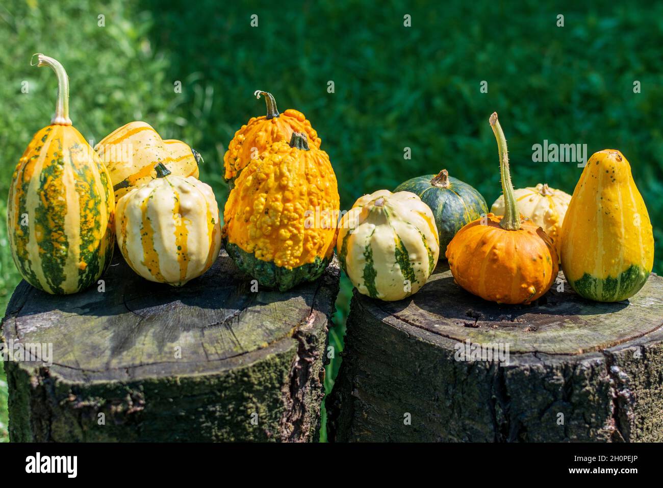 White striped gourds hi-res stock photography and images - Alamy