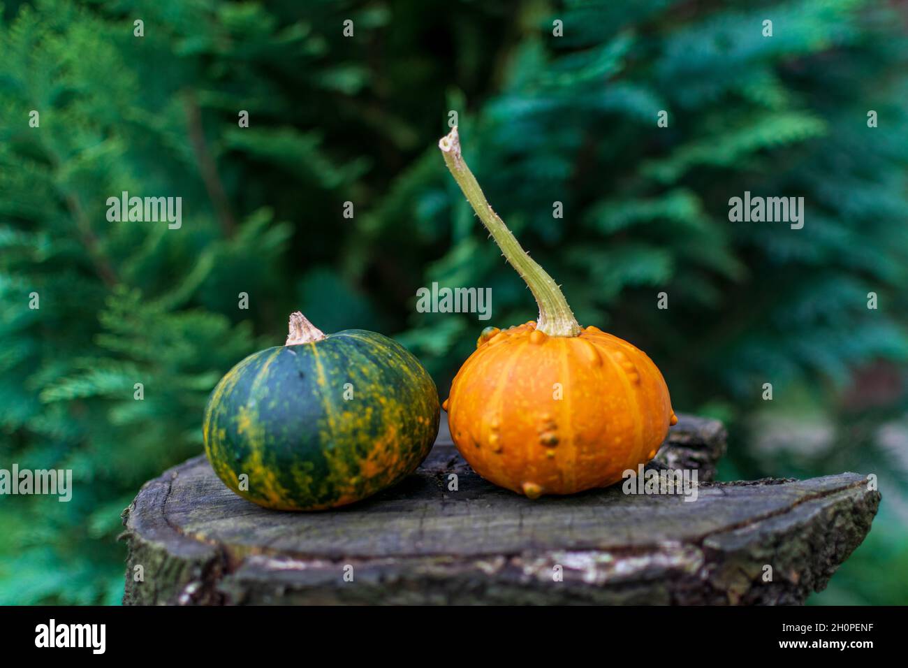 Thanksgiving gourd and pumpkins hi-res stock photography and images - Alamy