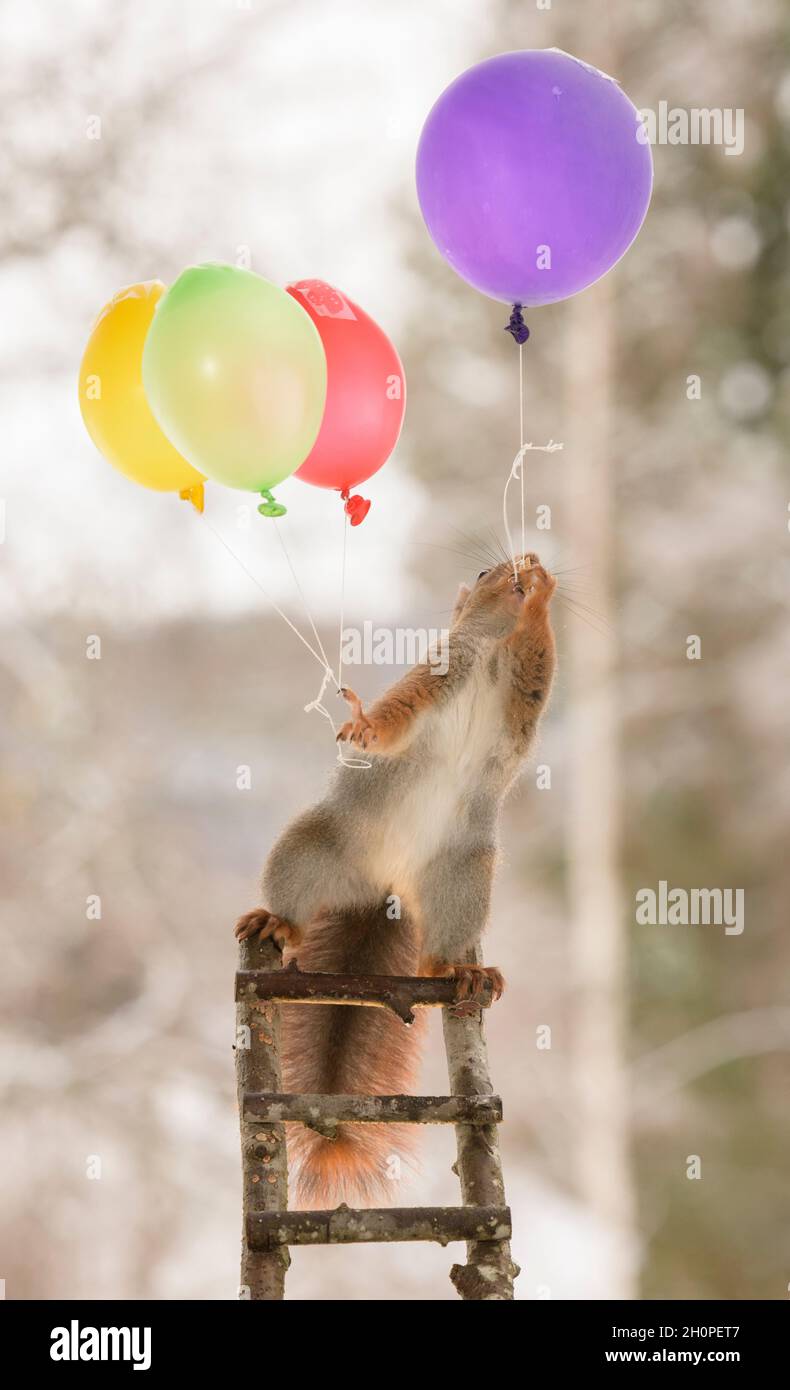 red squirrel is reaching for balloons from stairs Stock Photo - Alamy