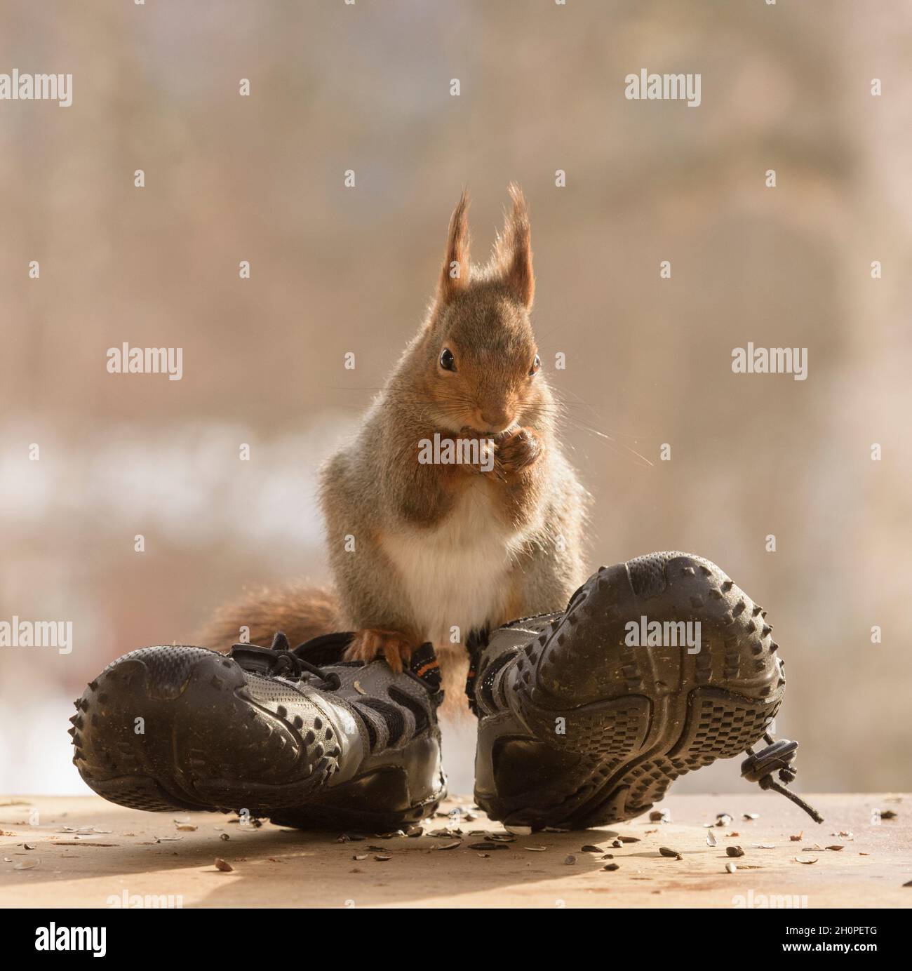 Squirrel shoes hi-res stock photography and images - Alamy