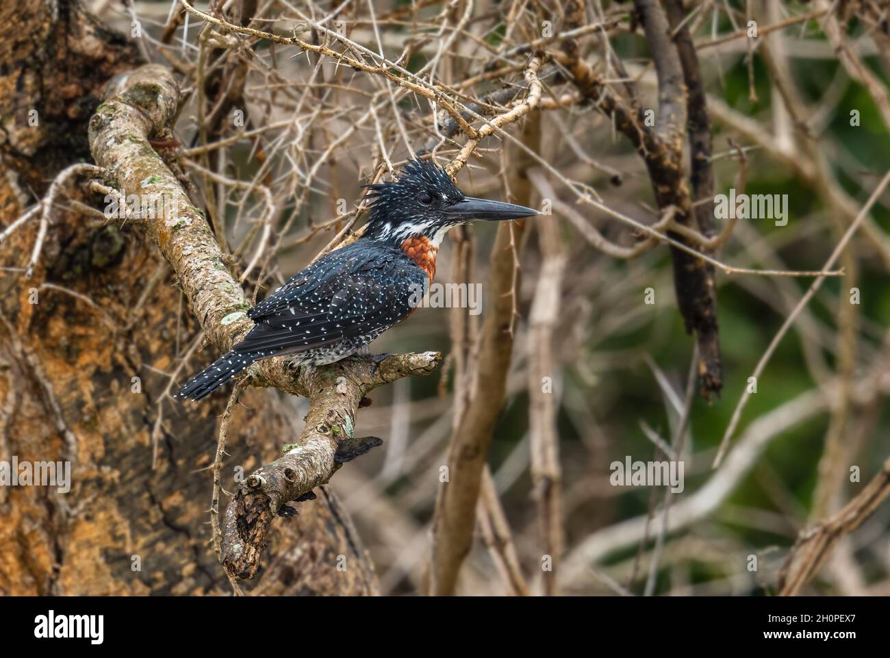 Giant Kingfisher - Megaceryle maxima, large colored kingfisher from ...