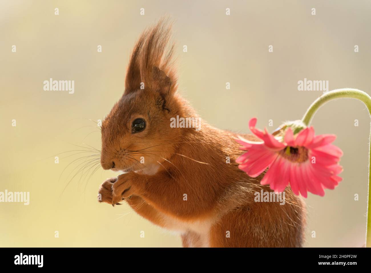 red squirrel is standing behind a red daisy Stock Photo - Alamy