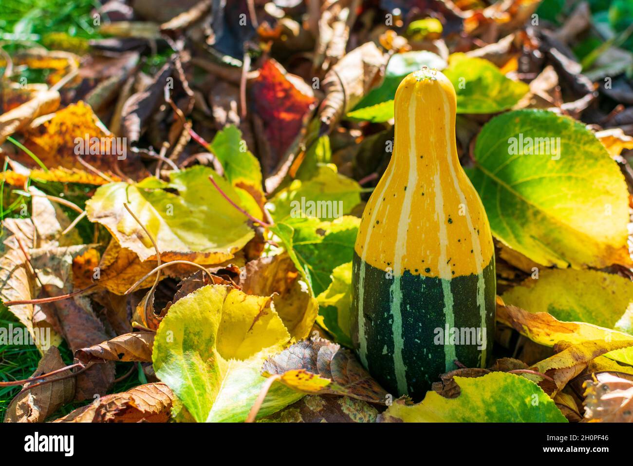 Long striped gourd or pumpkin among fall's colored leaves enlightened ...