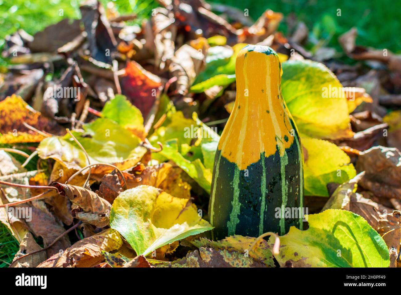 Long striped gourd or pumpkin among fall's colored leaves enlightened ...