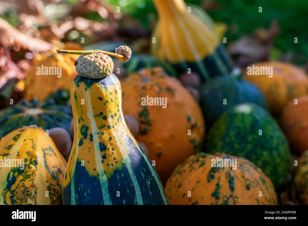Long striped gourd or pumpkin among fall's colored leaves enlightened ...