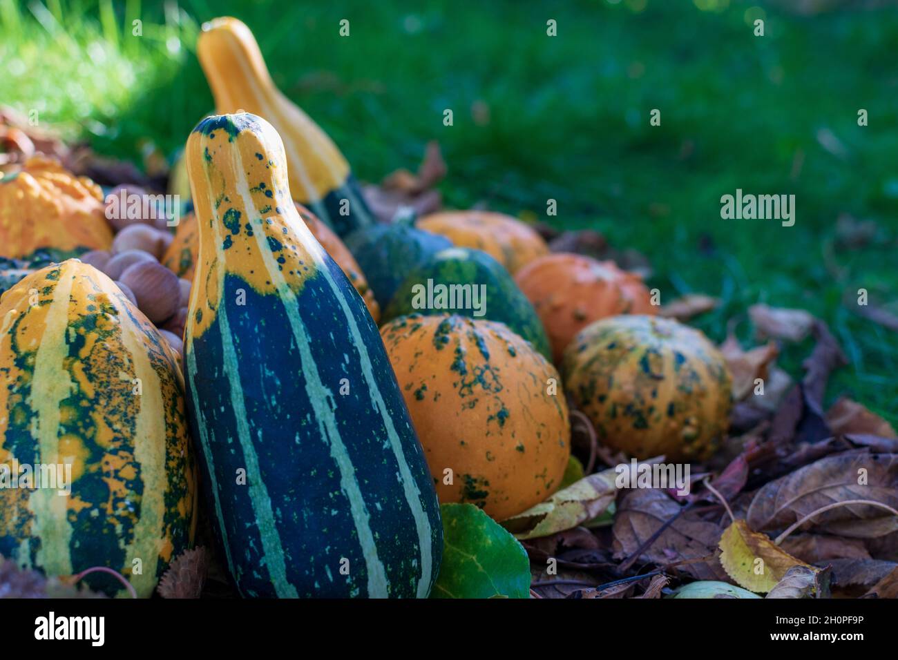Striped Gourd High Resolution Stock Photography and Images - Alamy