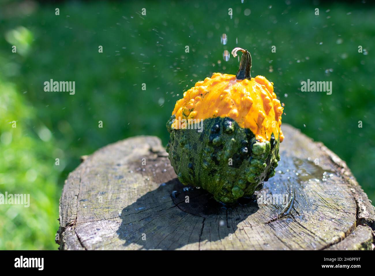 Warty goblin hi-res stock photography and images - Alamy