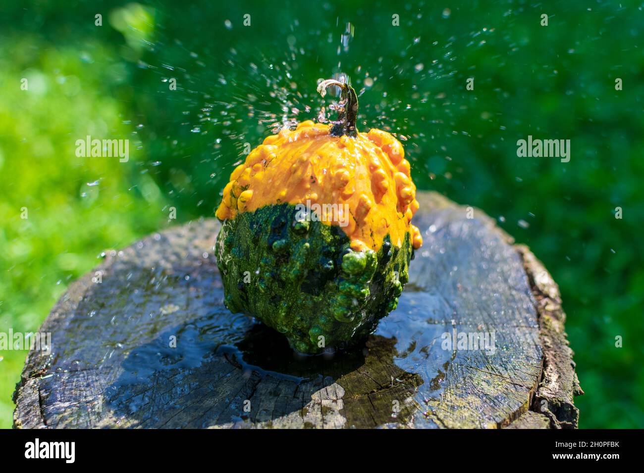 Warty goblin hi-res stock photography and images - Alamy