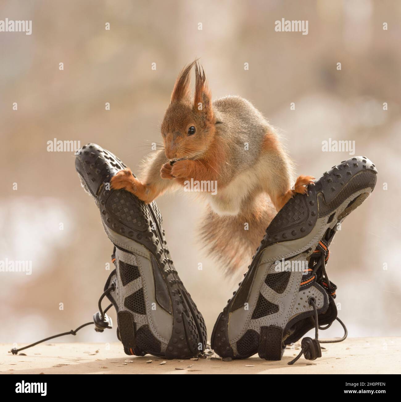 Sneaker head hi-res stock photography and images - Alamy