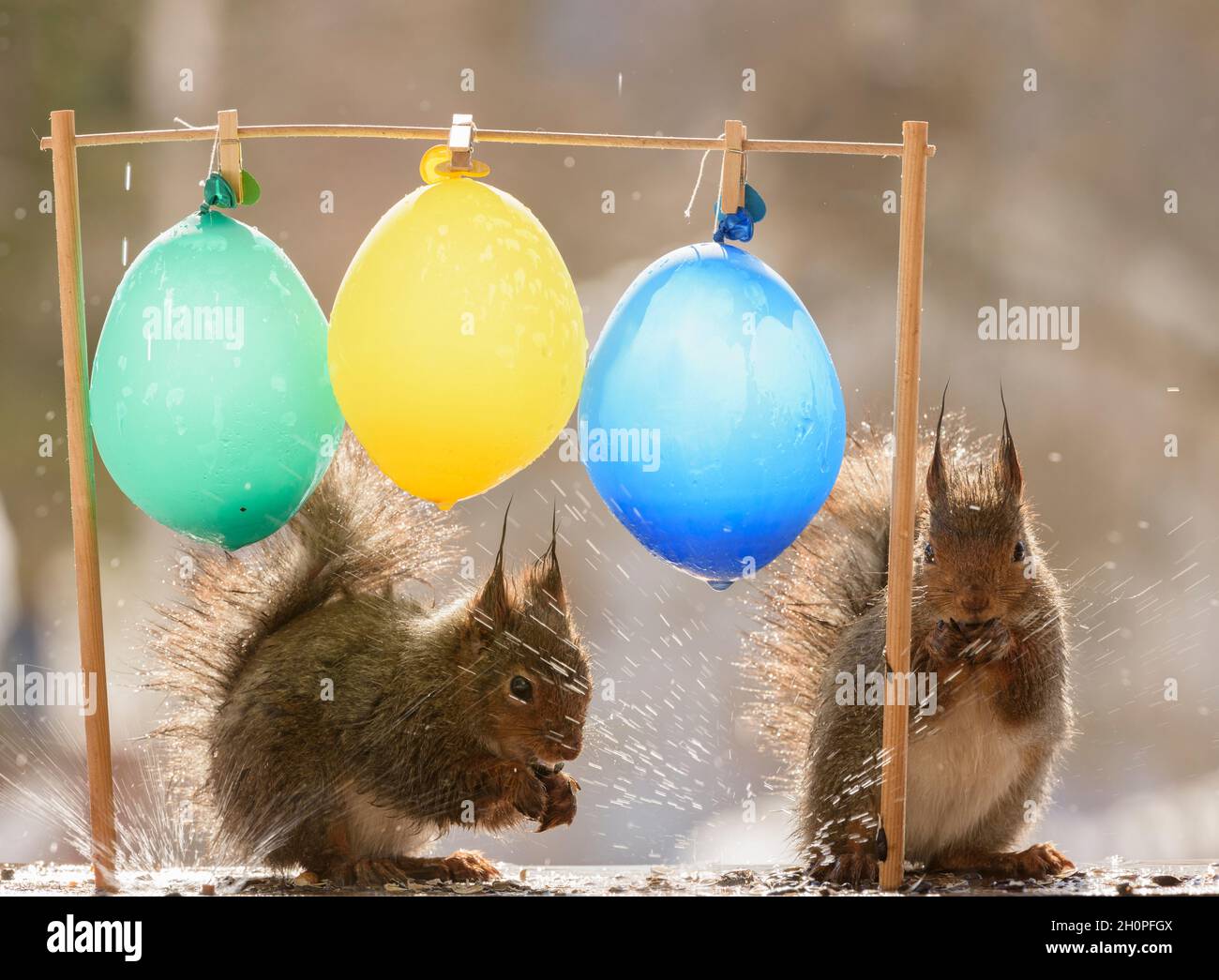 Red squirrels are standing in rain with balloons hi-res stock ...