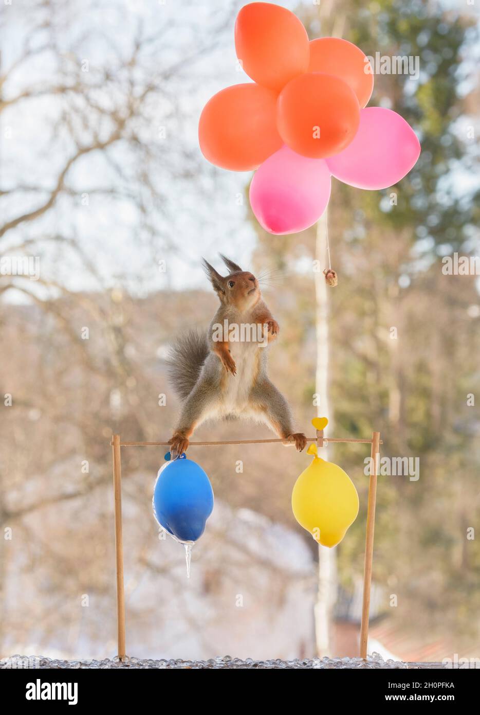 red squirrels are reaching from a washline towards balloons Stock Photo ...