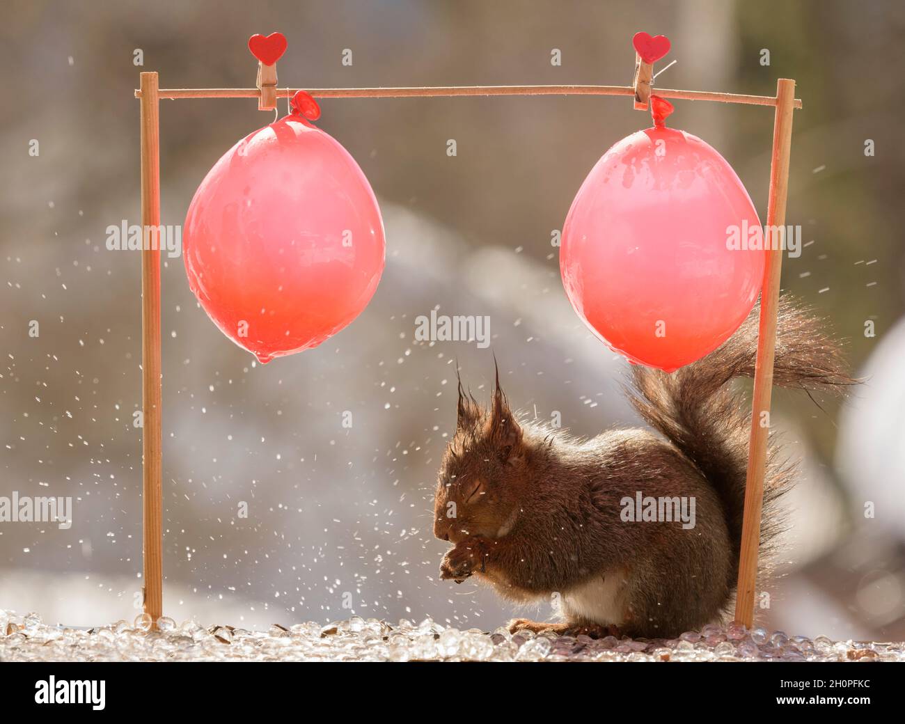 Wet red squirrel is standing in the rain hi-res stock photography and ...