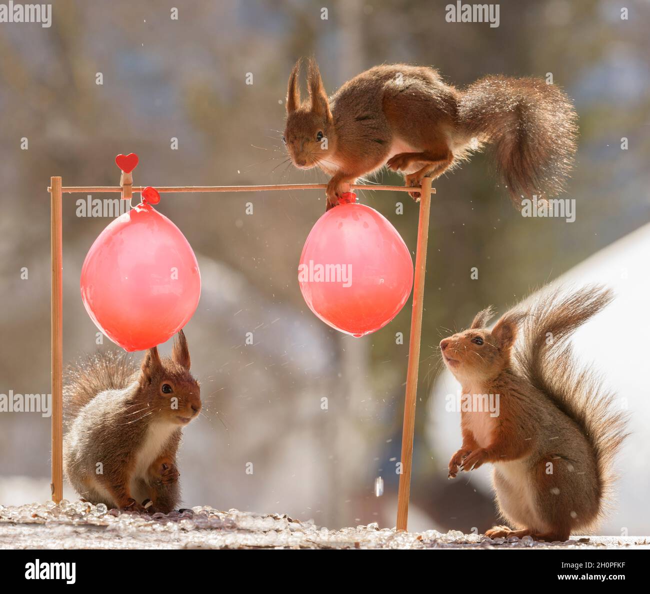 red squirrels are balancing on a washline with red balloons Stock Photo ...