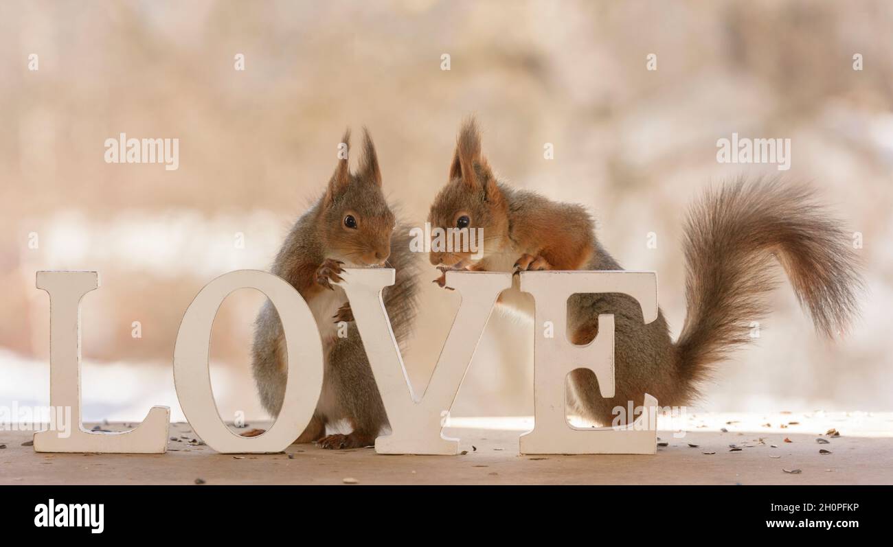 red squirrels are standing on the word love Stock Photo - Alamy