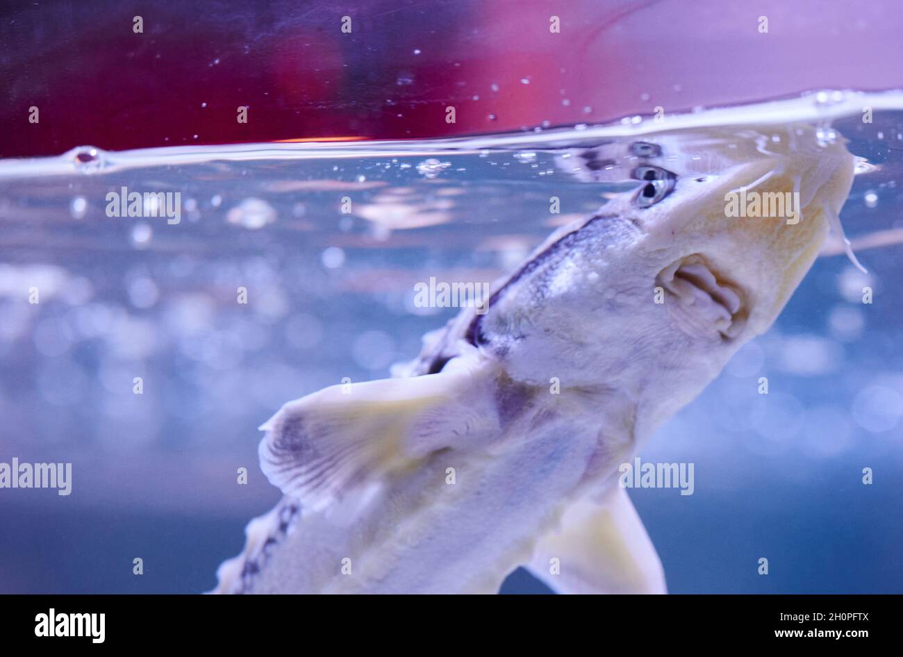 Berlin, Germany. 13th Oct, 2021. A Waxdick swims in a pool at Sea Life ...