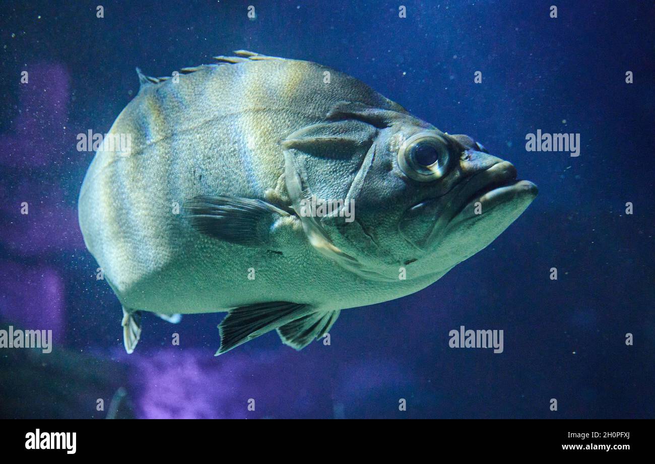 Wreckfish hi-res stock photography and images - Alamy